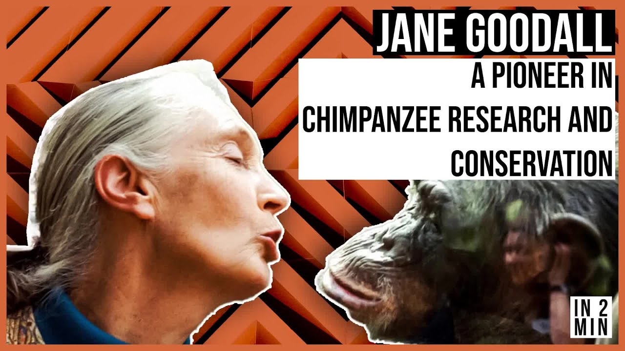 Jane Goodall: A Pioneer in Chimpanzee Research and Conservation - YouTube