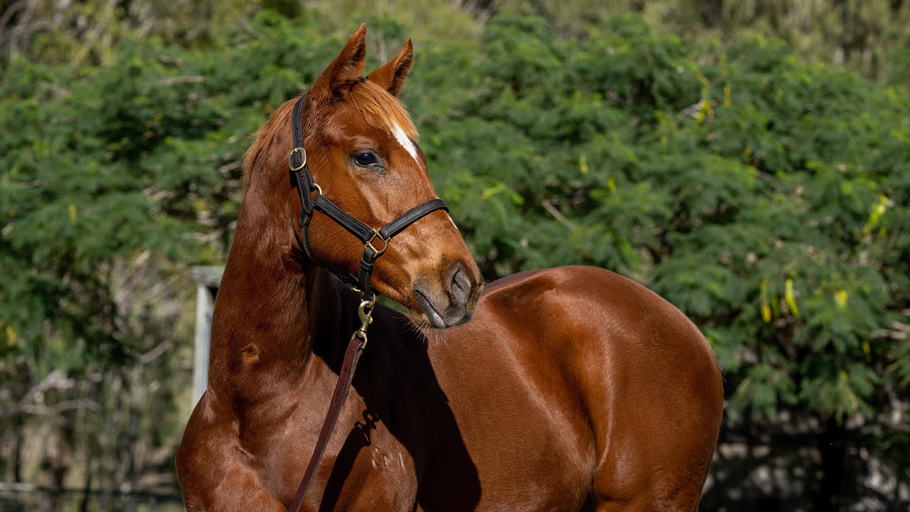 Lot 259 Russian Revolution x Lunar Rose Above Filly from Robyn Wise ...