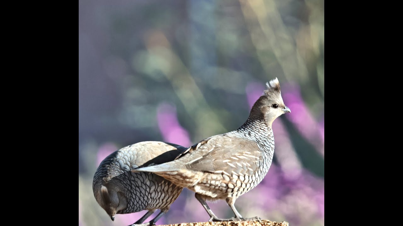 Scaled Quail at the Chiricahua Mountain water tank - YouTube