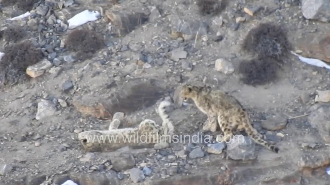 Cute Snow Leopard family time: snow cat couple preen and sun themselves ...