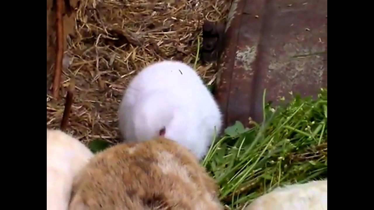 A Rabbit Was Born Without EARS Near Fukushima - YouTube