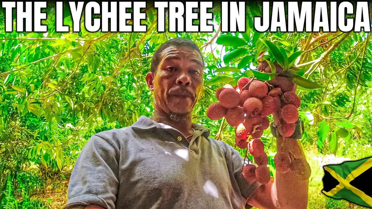 The Lychee Tree in Jamaica Road Trip To The Farm - YouTube