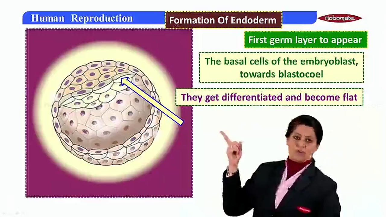 Human reproduction part 45 - YouTube