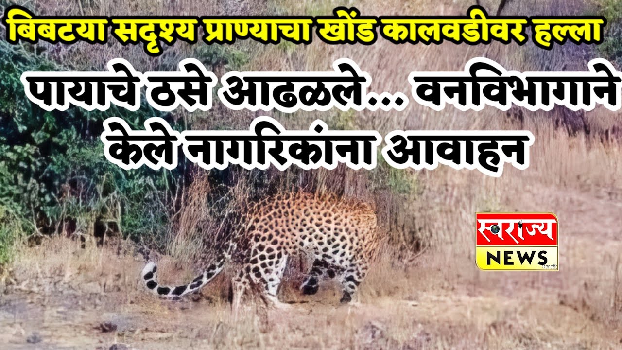 बिबटया सदृश्य प्राण्याचा खोंड, कालवडीवर हल्ला, पायाचे ठसे आढळले ...