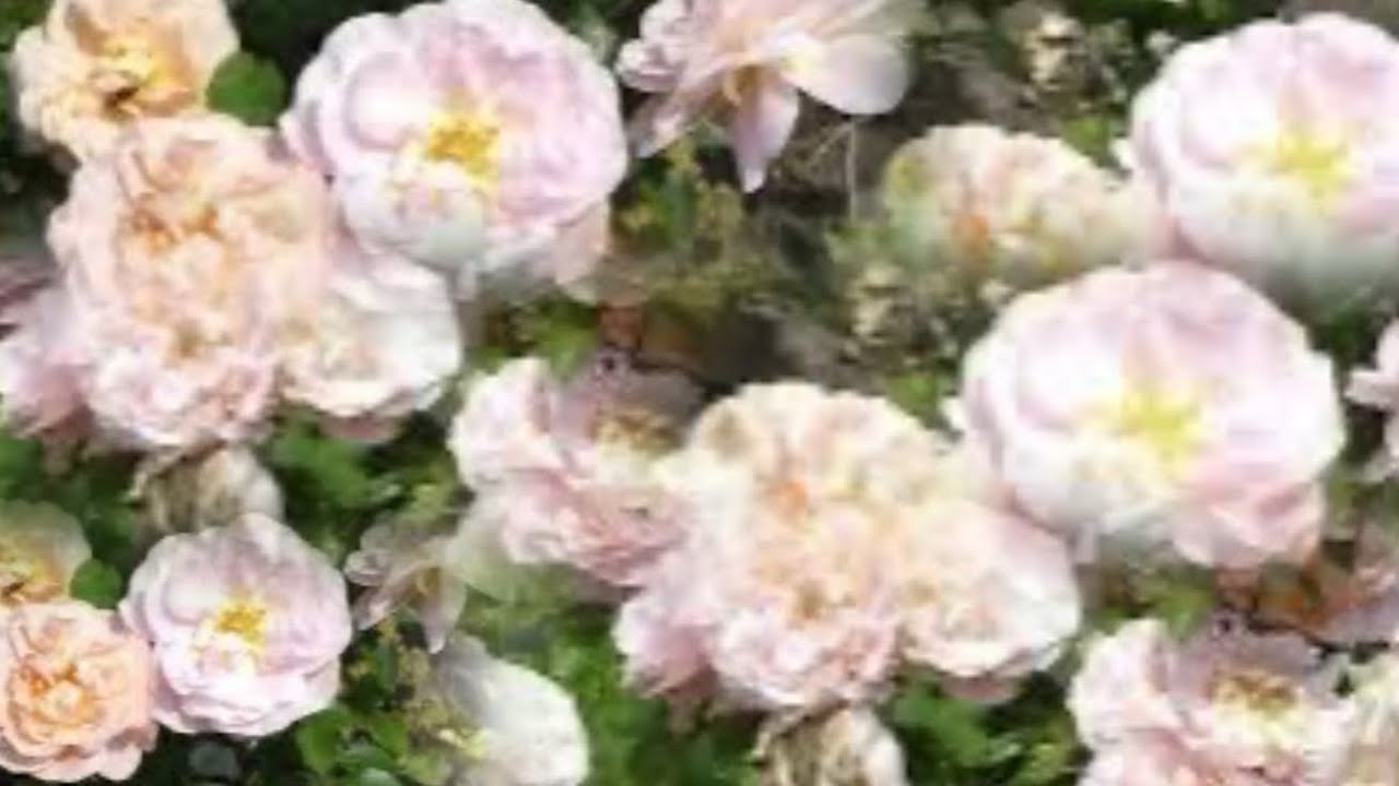 Discover the World of Roses Variety and Beauty | Amazing | 🌹🌹🌹| 2024 ...