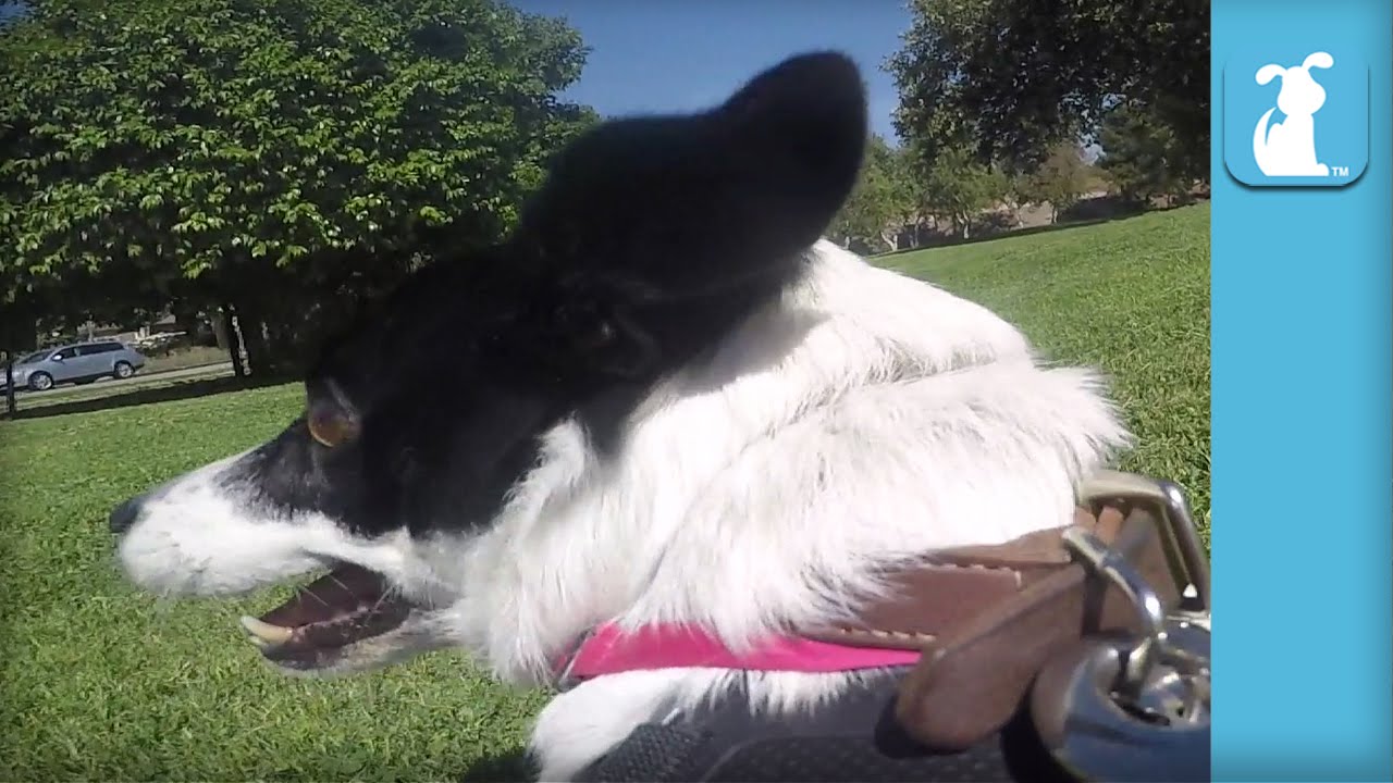 GoPro Dog Harness Park Adventure! - Puppy Love - YouTube