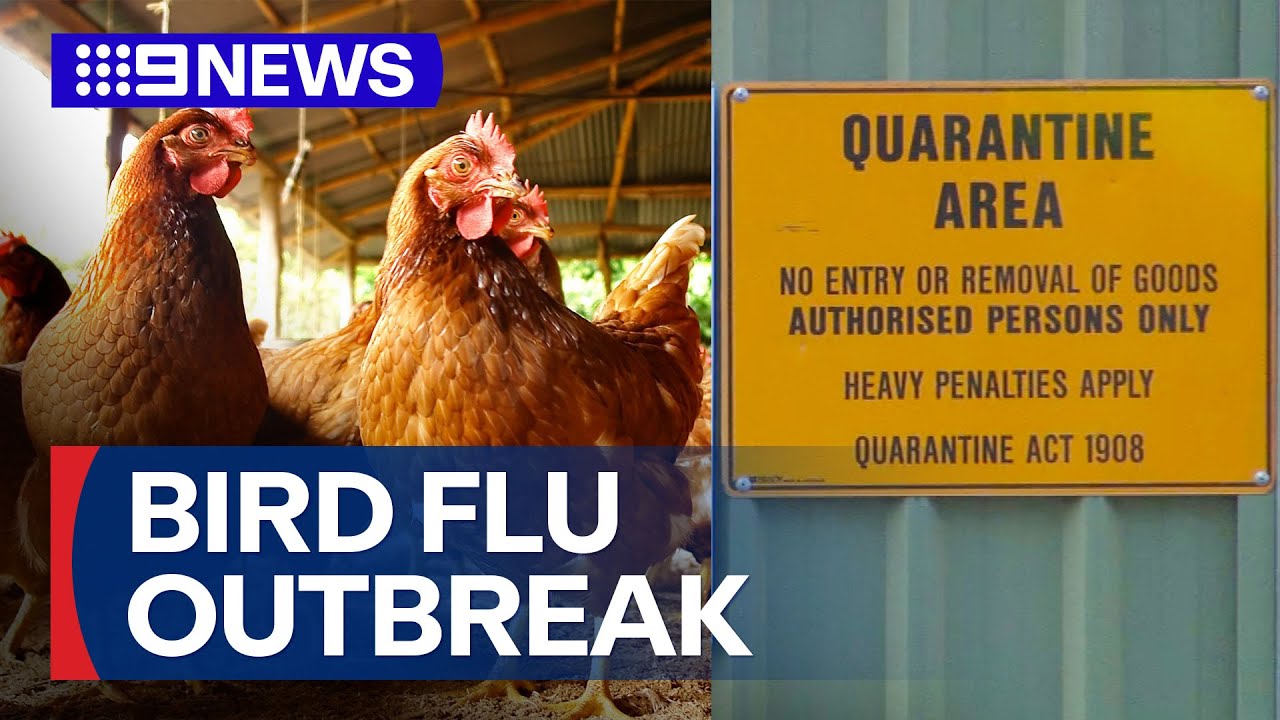 Three farms under lockdown after bird flu detected in Sydney | 9 News ...