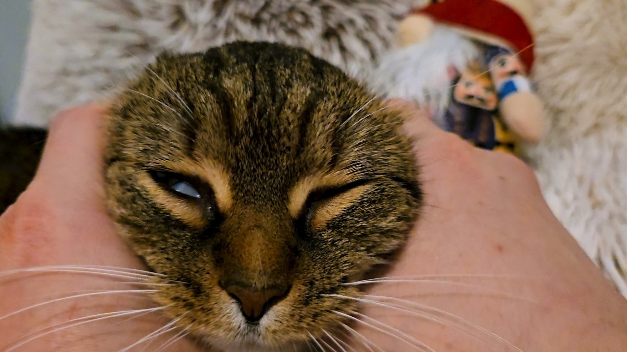 Snuggly Cuddles - YouTube
