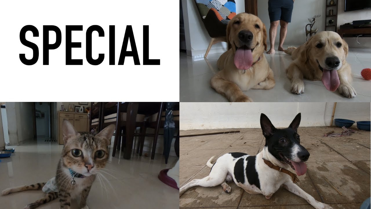 SPECIAL - A Short Film on Specially Abled Animals and Their Families by ...