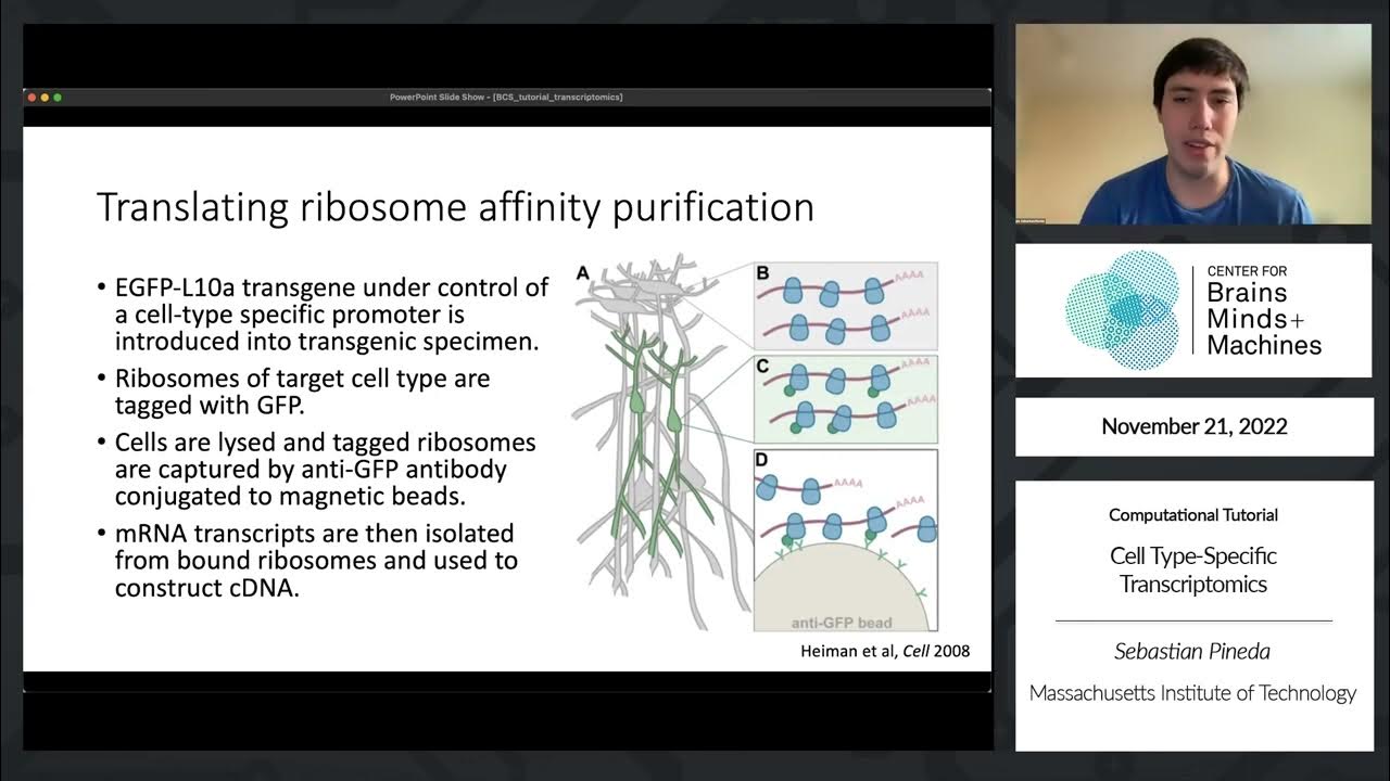 Cell Type-Specific Transcriptomics - YouTube