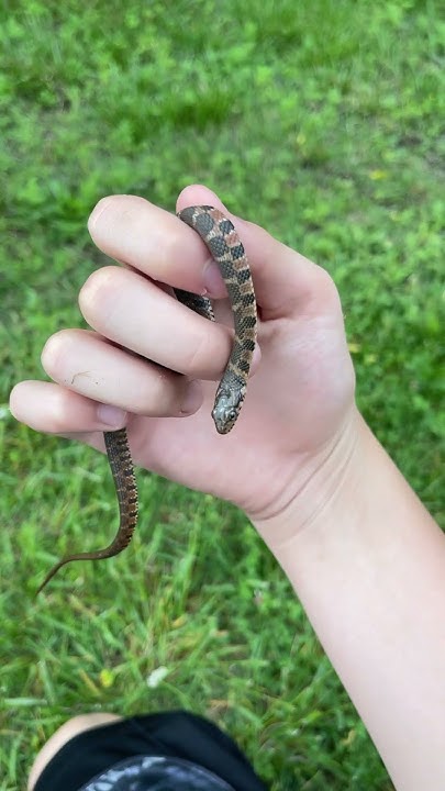 Baby water snake - YouTube