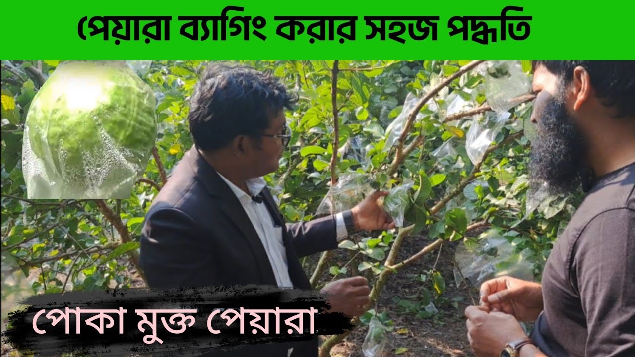 পেয়ারা ব্যাগিং এর সহজ পদ্ধতি। Easy method of guava bagging. - YouTube