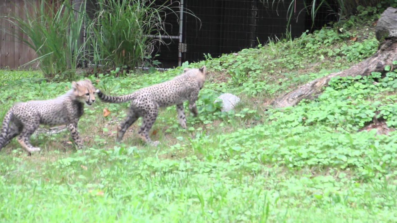 National Zoo Cheetah Cubs - YouTube
