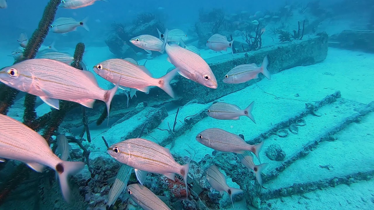 Underwater Exploring at a Sunken Barge - YouTube