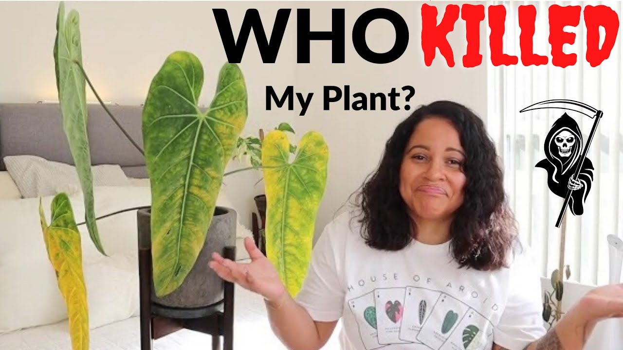 What Killed my favorite Rare Plant? Root Rot? Pests? Fungus? Anthurium ...