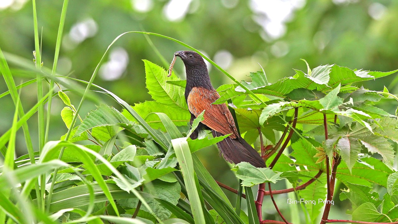 番鵑鳴叫 / Lesser Coucal Calling - YouTube
