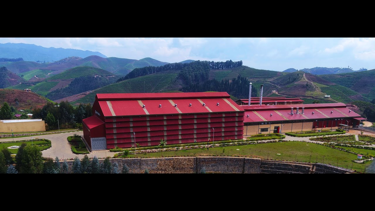 GATARE TEA PROCESSING - YouTube