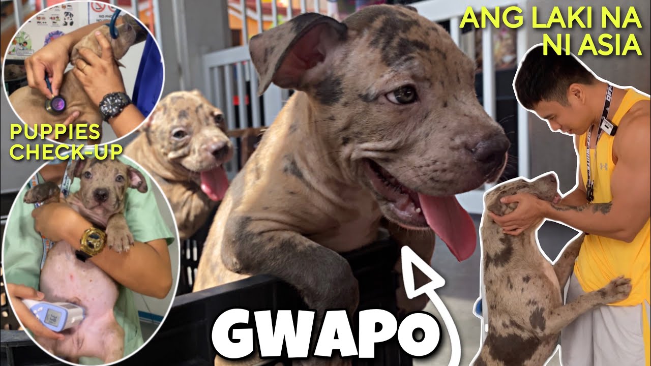 FIRST VET CHECK-UP NG MGA XL AMERICAN BULLY PUPPIES & FEEDING MY EXOTIC ...