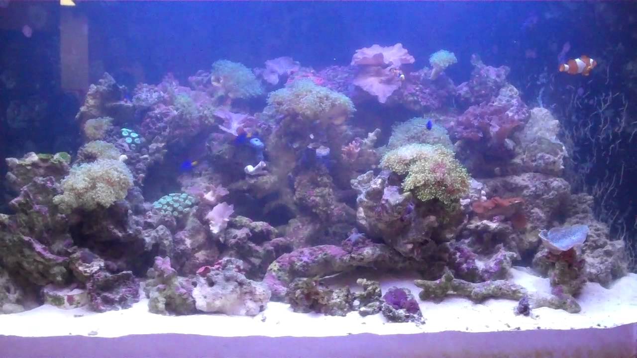 Affordable Aquarium and Pond Maintenance By Mike The FIsh Guy Saltwater ...