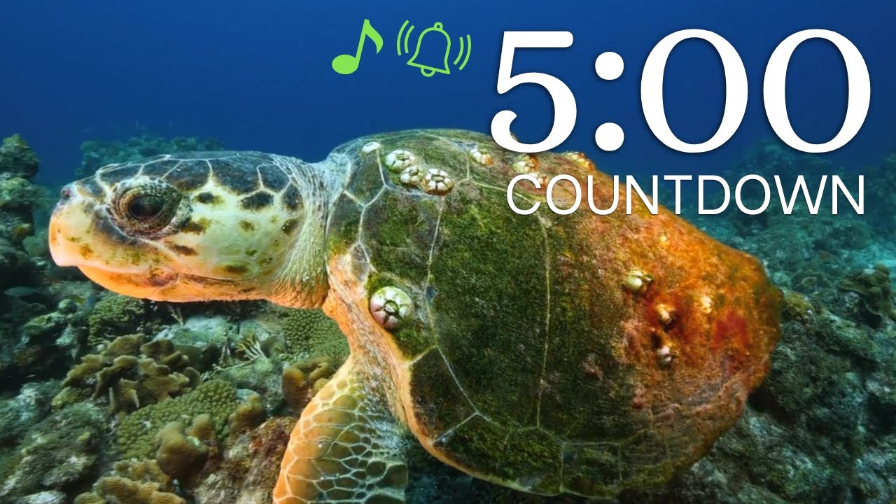 5 Minute Timer - 4k Underwater Sea Life Timer - YouTube