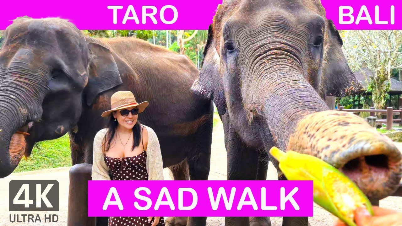 Exploring Elephant Safari Park, Taro, Bali: Is it Worth It? - YouTube