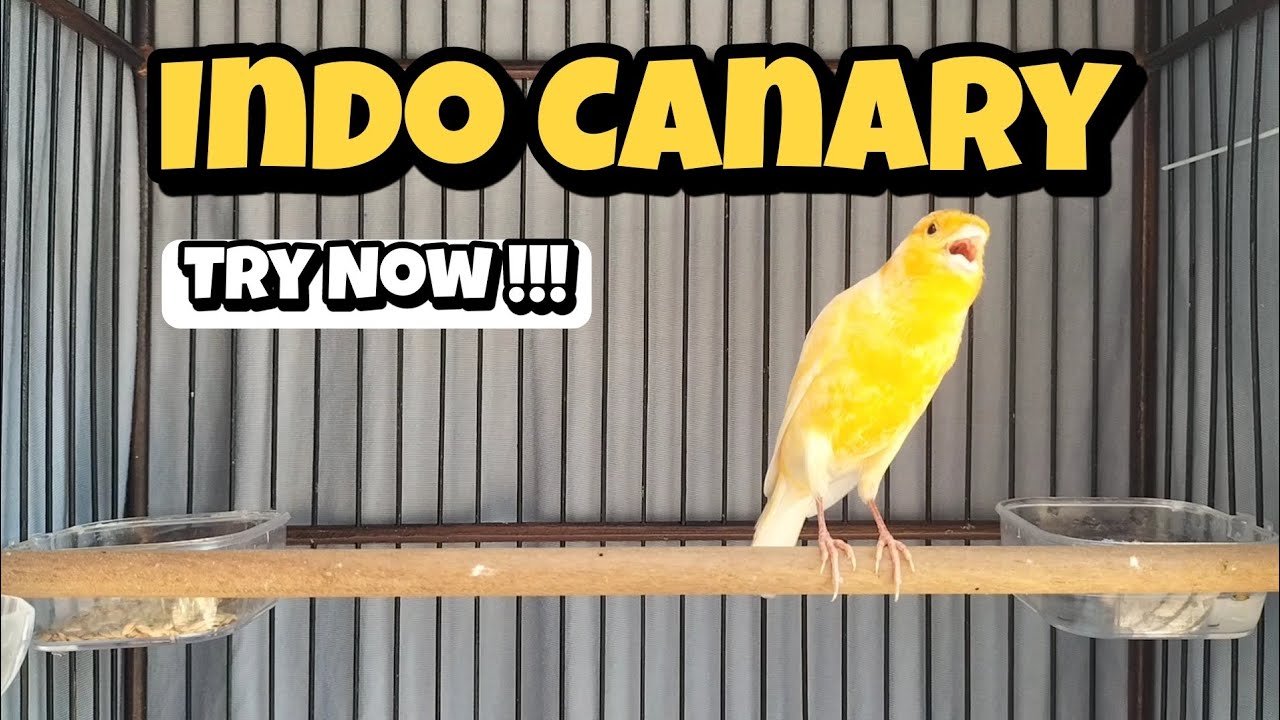 Indonesian Canary Singing ‼️Its Beautiful || Canary Song Training - YouTube
