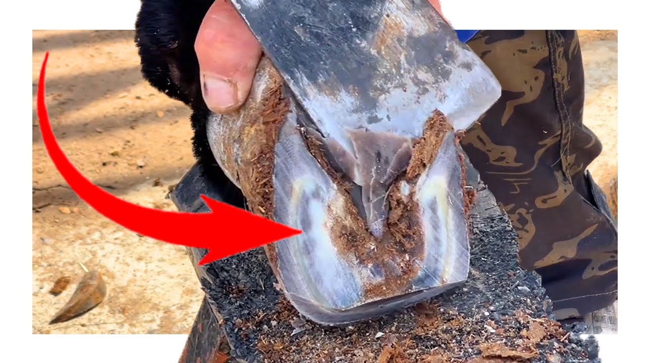 The broken donkey hoof is bleeding black blood and needs immediate ...