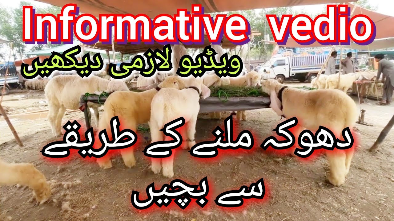Shahpur Kanjra Mandi Lahore| Bakra Mandi| kajla Chatra| https://youtu ...