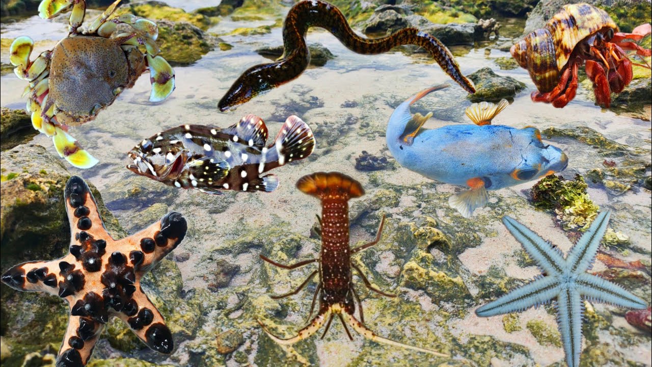 Seek and Find Starfish, Kelomang, Ikan Buntal, Kepiting, Belut, Kerang ...