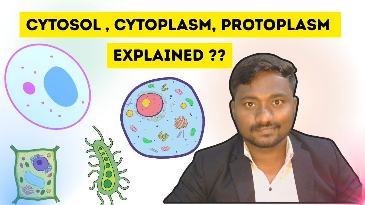 Cytosol vs. Cytoplasm vs. Protoplasm | Difference Explained with ...