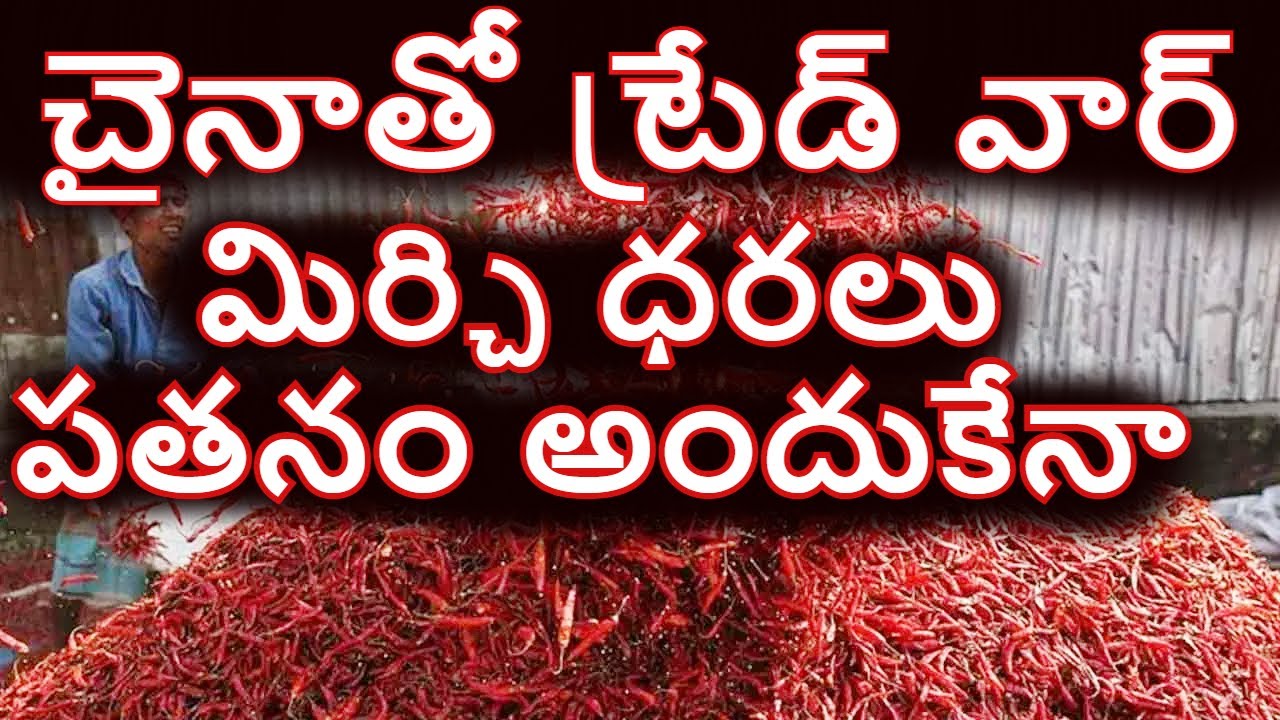 మిర్చి ధరలు పెరుగుతాయా #gunturmirchimarketreport Teja Mirchi Rate ...
