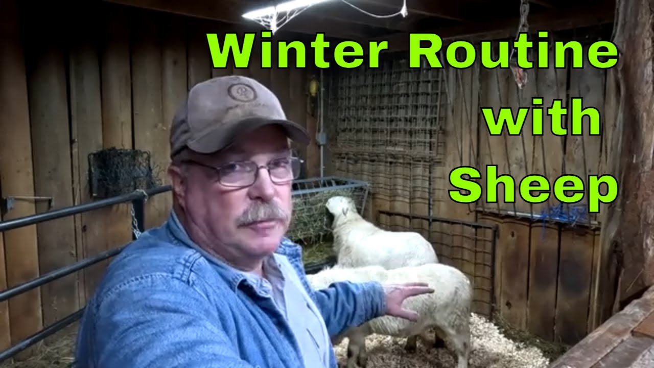 Start of the Winter Routine with the sheep - YouTube