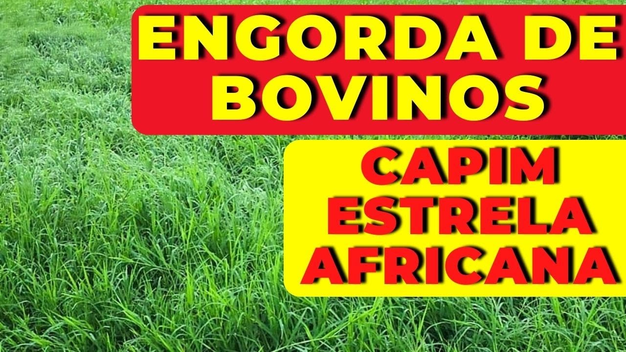 CAPIM estrela africana para ENGORDA de BOVINOS DE CORTE #pecuária - YouTube