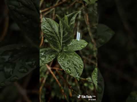 Elnare seni cox sevirem  ❤❤  15 mart 2021