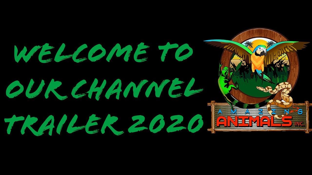 Amazing Animals Inc YouTube channel Trailer - YouTube
