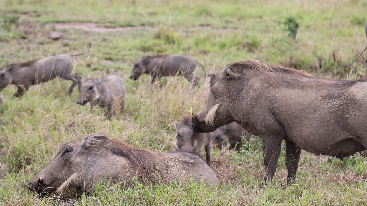 Discover The Fascinating Dynamics Of A Warthog Family In South Africa ...