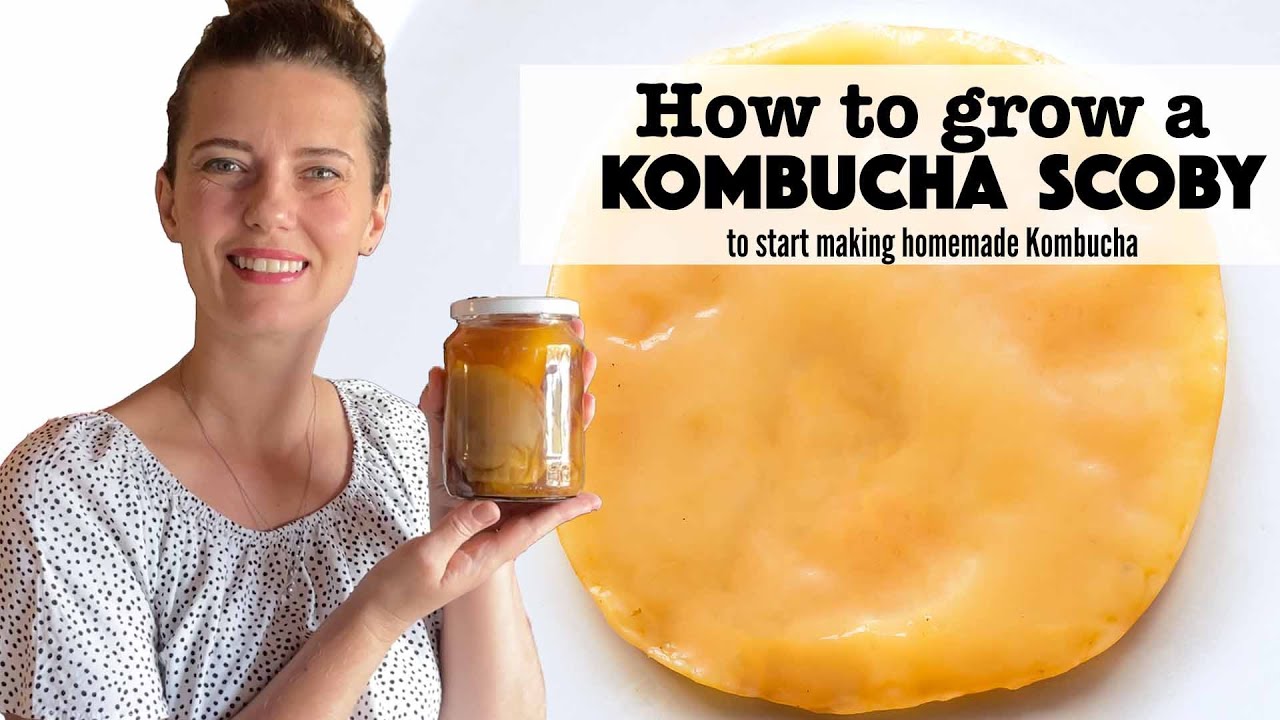 How To Grow Your Own Kombucha Scoby Part 1 Kombucha Series YouTube