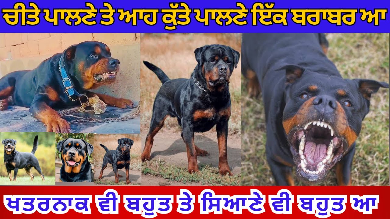 ਚੀਤੇ ਪਾਲਣੇ ਤੇ ਆਹ ਕੁੱਤੇ ਪਾਲਣੇ ਇੱਕ ਬਰਾਬਰ ਆ|Dangerous Dog| Rangle Punjabi ...