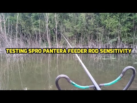 Spro Pantera Feeder Rod Sensitivity / Feeder fishing - YouTube