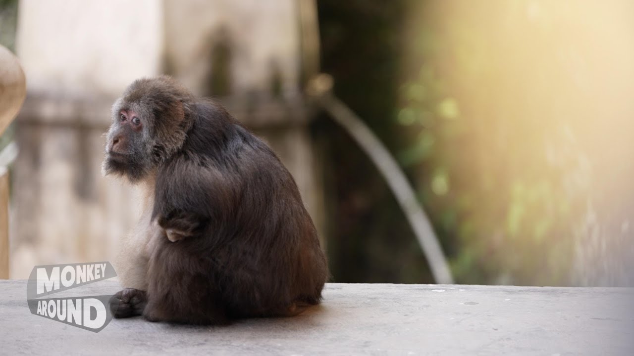 This Monkey plays with toys! - YouTube