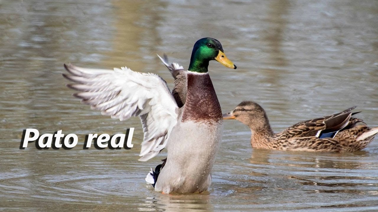 PATO-REAL SELVAGEM - YouTube