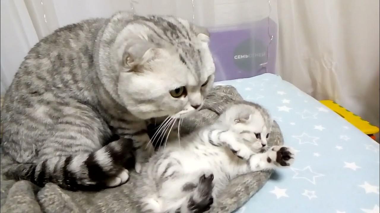 Папа Кот и маленькая Кошечка 😻😻😻 - YouTube