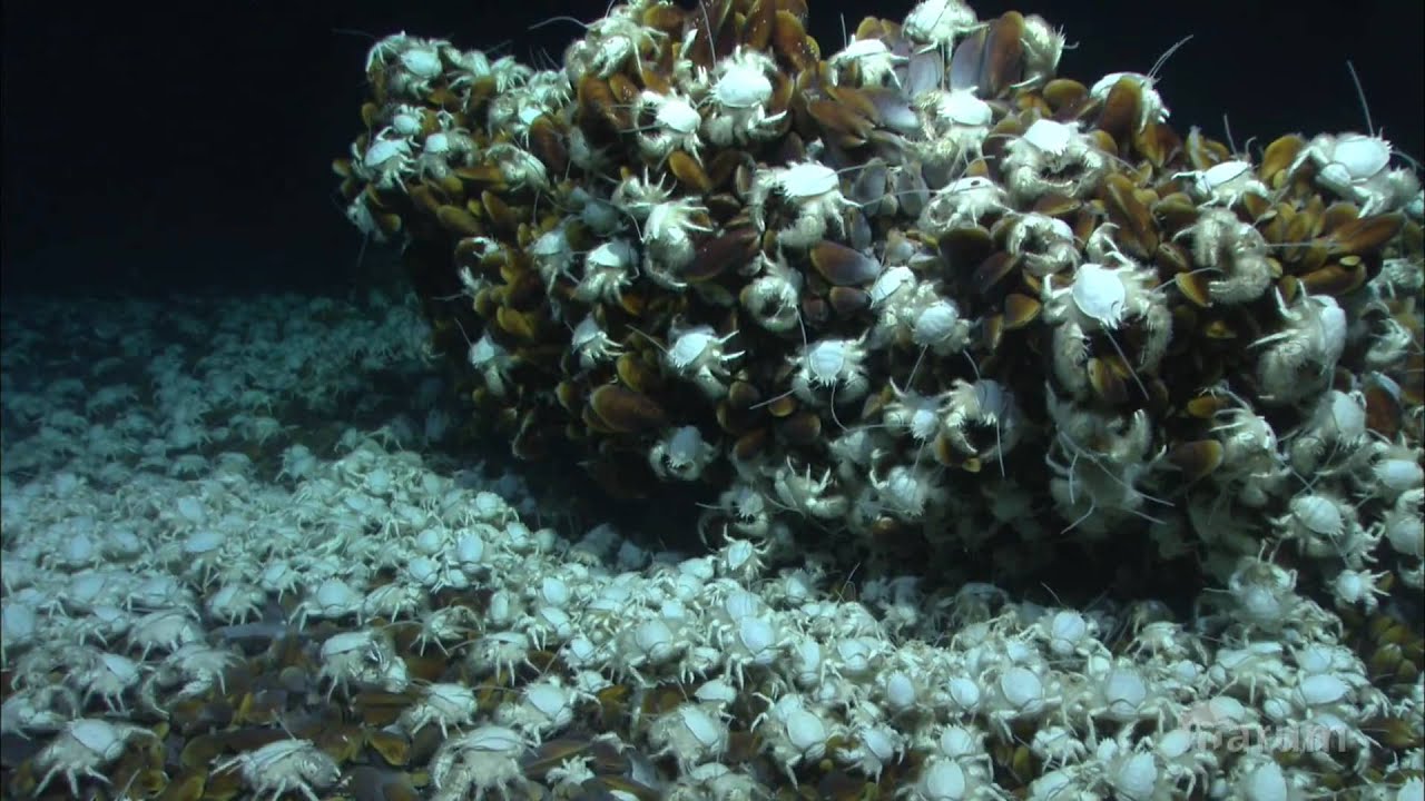 White Crap Invasion - YouTube