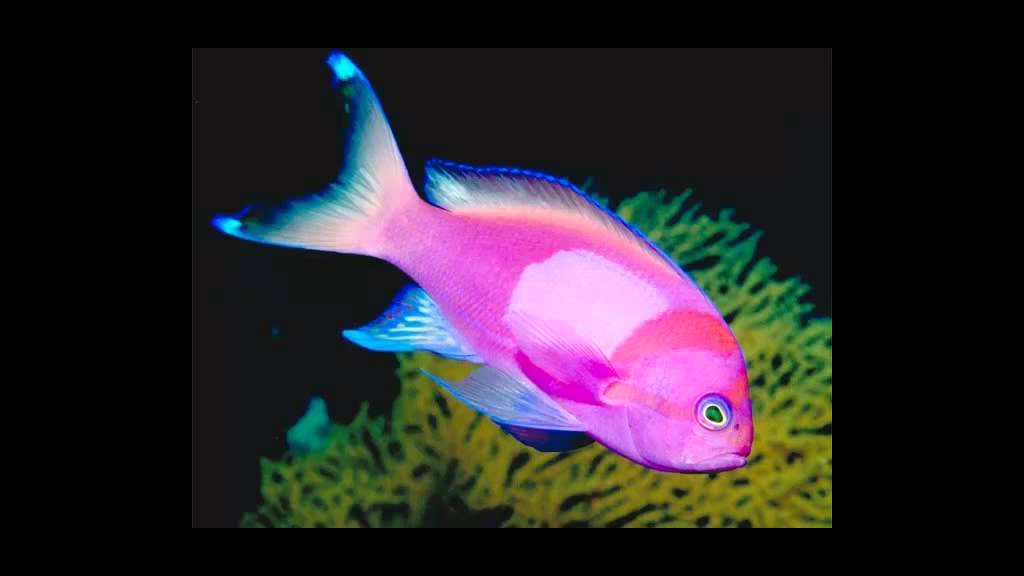 Pinky Fish - YouTube