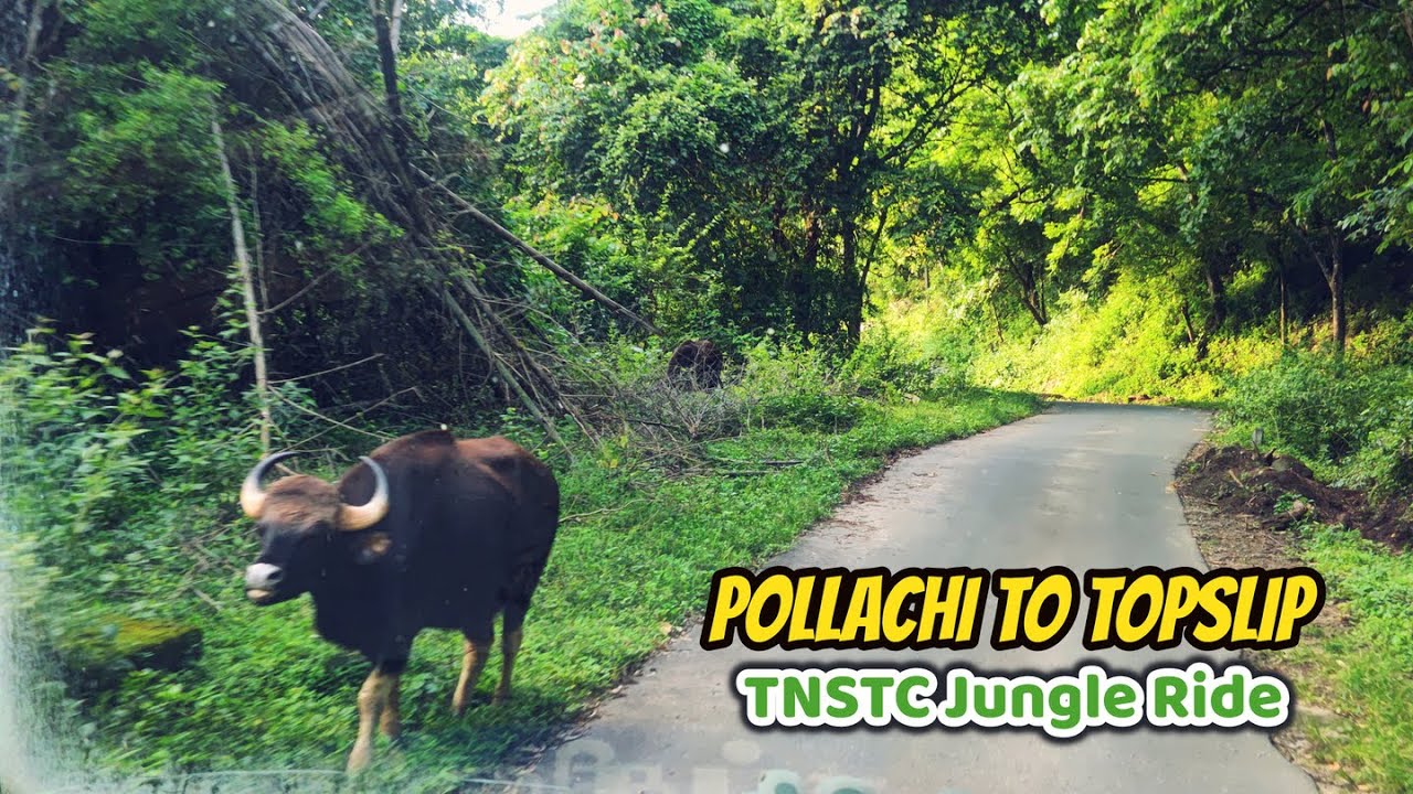 Pollachi to Topslip Jungle Ride | Bus Timings | TNSTC bus Journey in ...