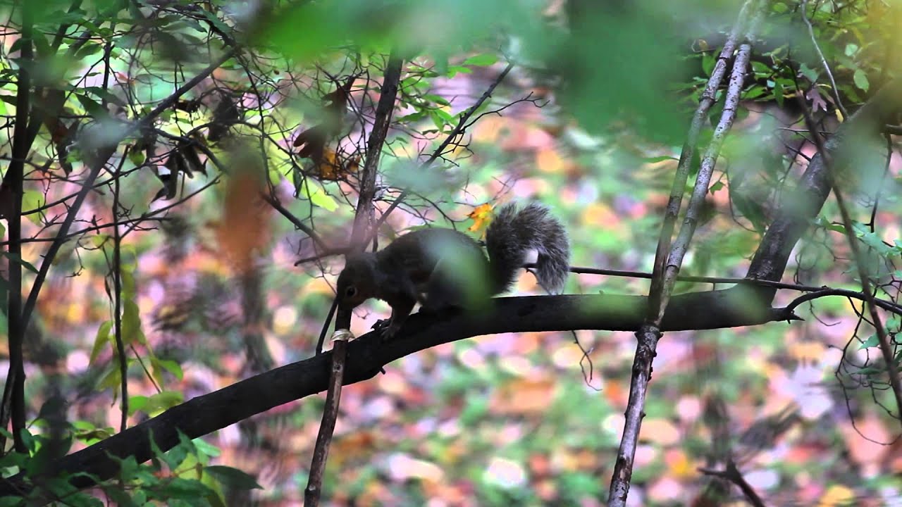 marilee mason - Squirrel - YouTube