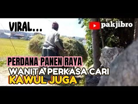 VIRAL, PERDANA  PANEN RAYA, WANITA PERKASA IKUT CARI KAWUL JUGA.@pakjibro9322