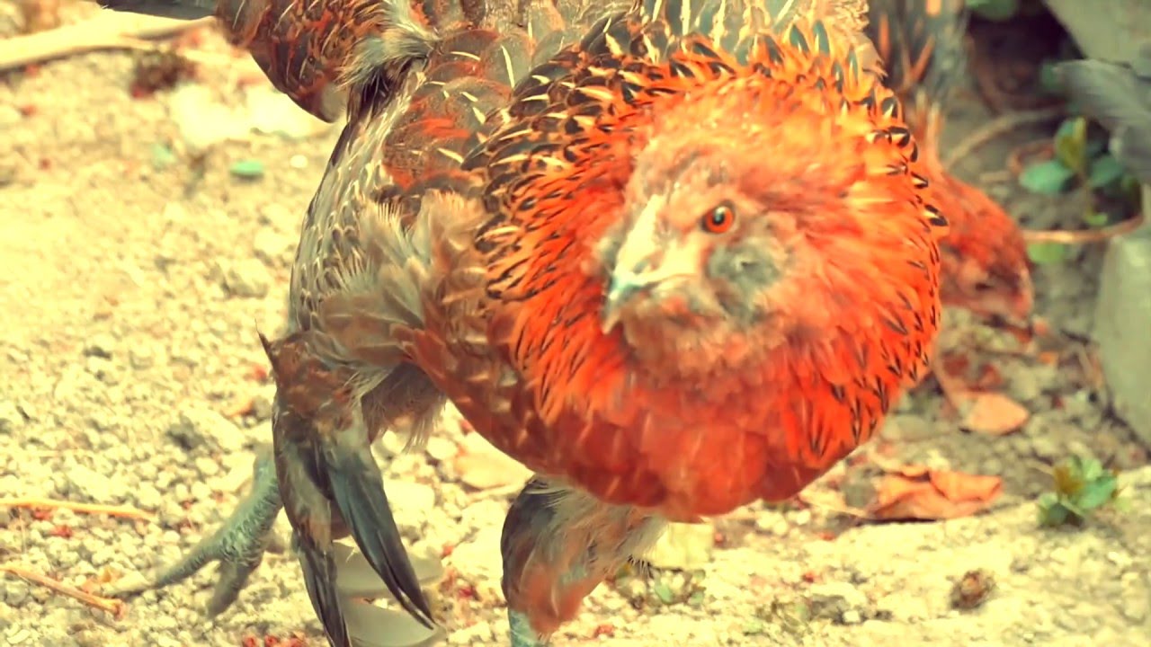 Something of the Animal Struggle - YouTube