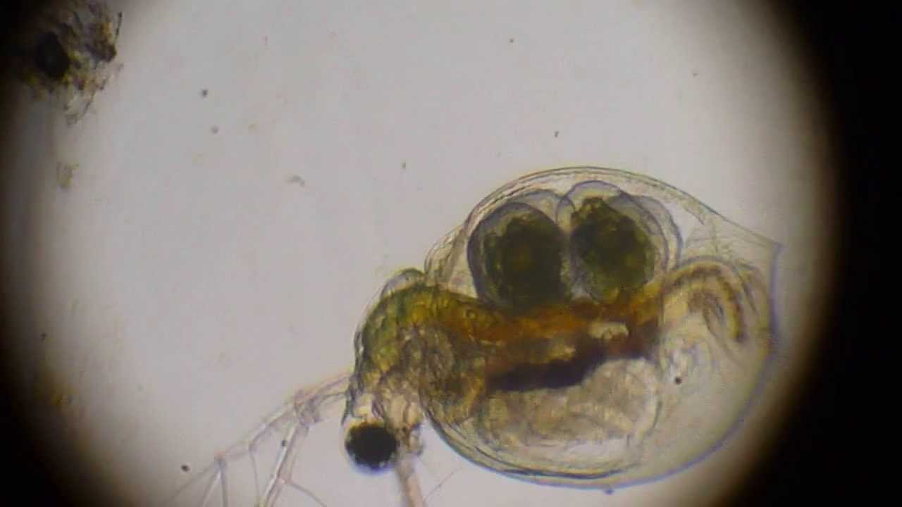 Ceriodaphnia dubia 4 - YouTube