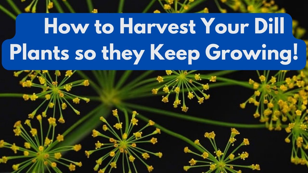 How to Harvest Your Dill Plants so they Keep Growing! - YouTube